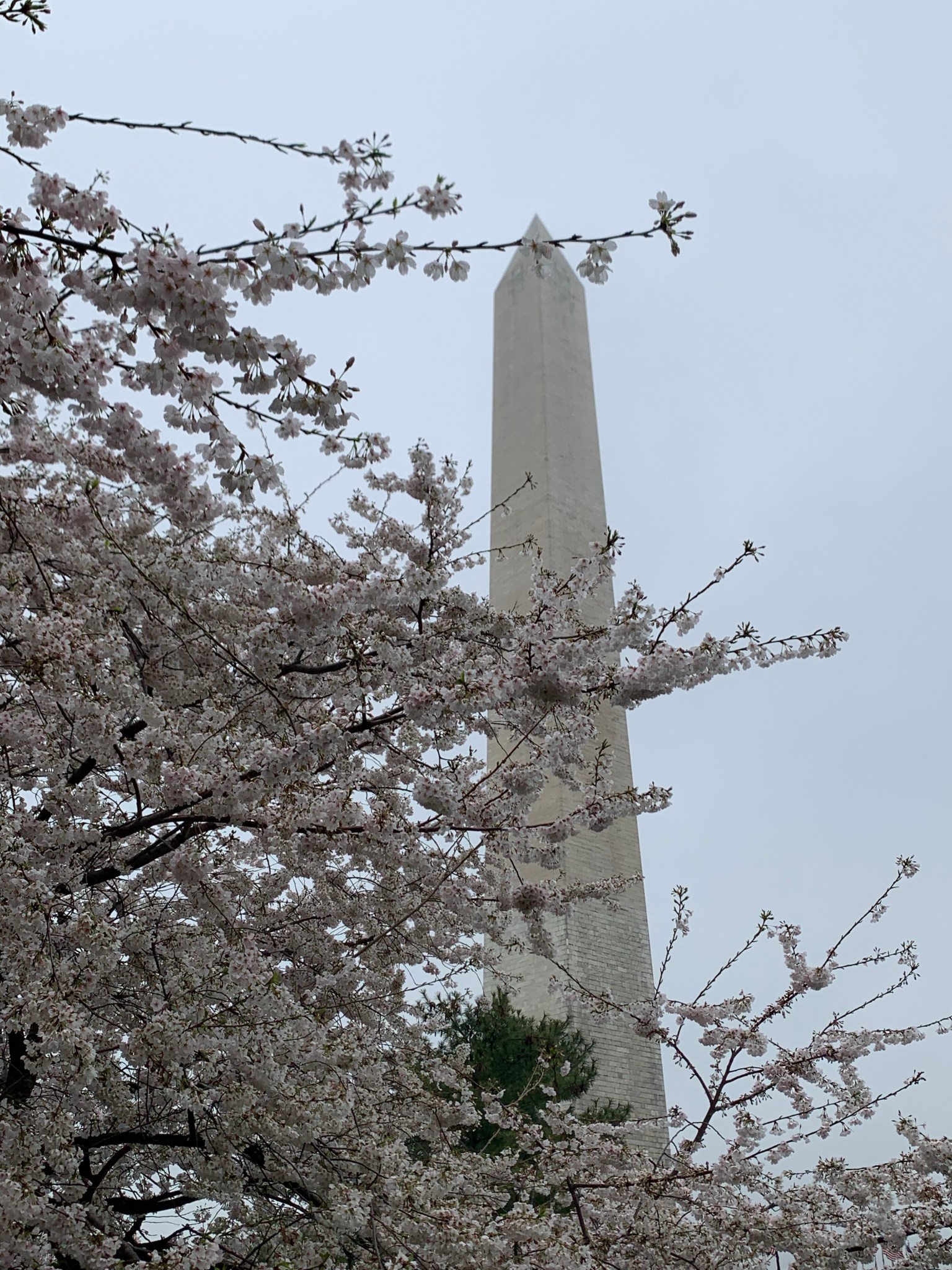 A Visit to the Tidal Basin at Peak Bloom! - The Pink Chickadee