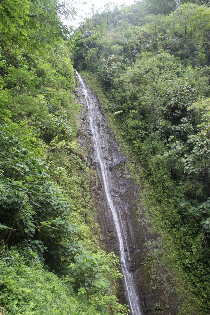 Manoa Falls: A Place of Natural Healing - The Pink Chickadee