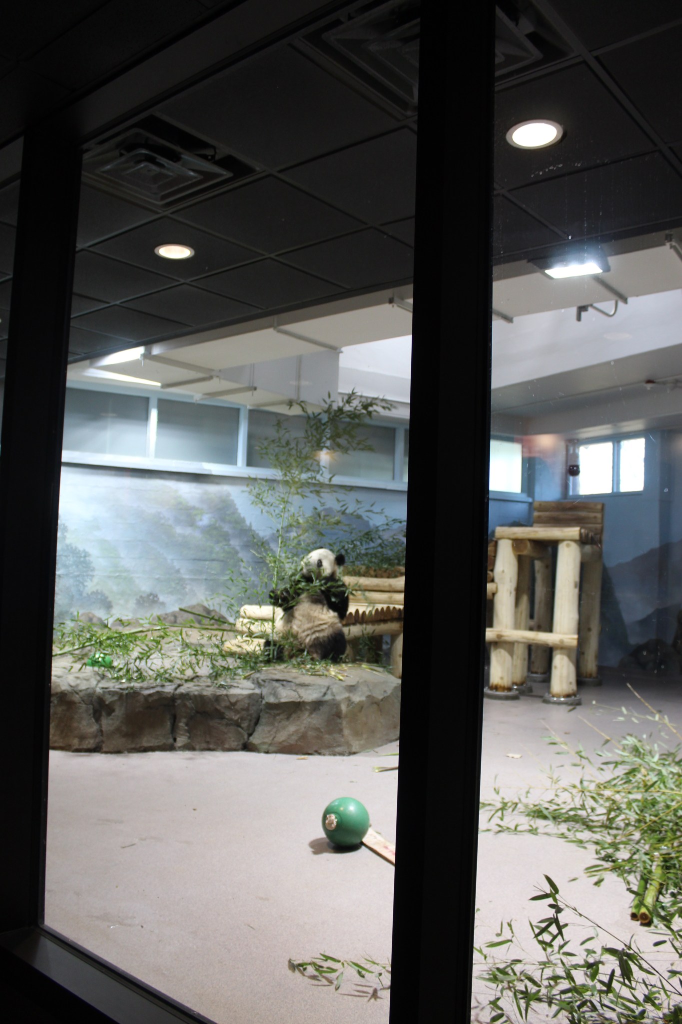 Visiting the Washington National Zoo’s Giant Pandas Guide - The Pink ...